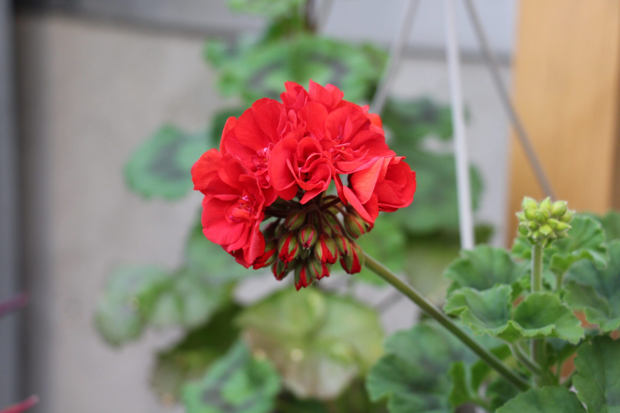 Mental Health Care, Mental Health Centre | Waypoint